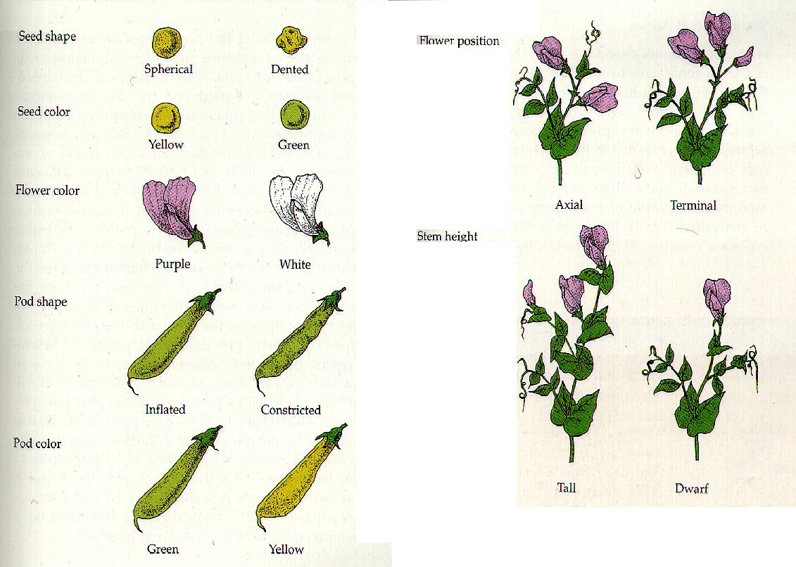 Ao Realizar Seus Experimentos Com Ervilhas Mendel Cruzou Plantas - FDPLEARN